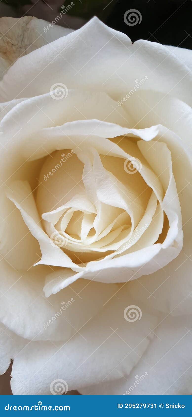 Romantic Elegante Soft White Rose Stock Image - Image of plant, love ...