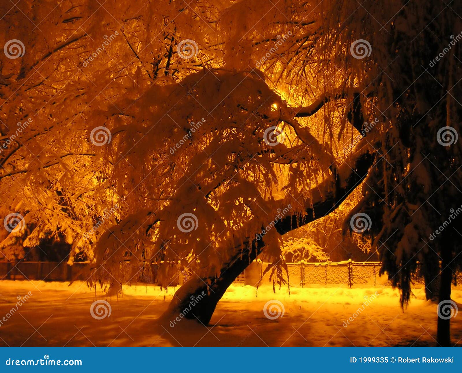 Romantic evening stock image. Image of tree, forest, snow - 1999335