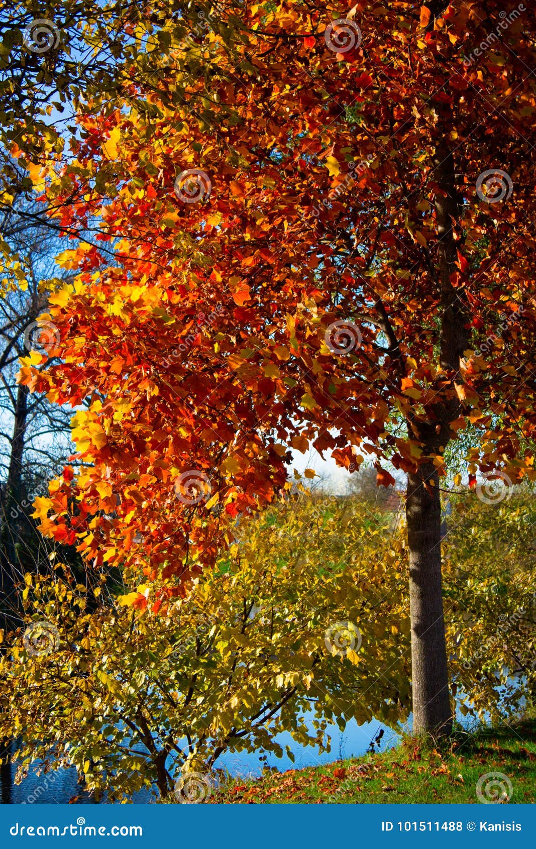 Romantic Fall Scene of a Tree by the River Stock Photo - Image of ...