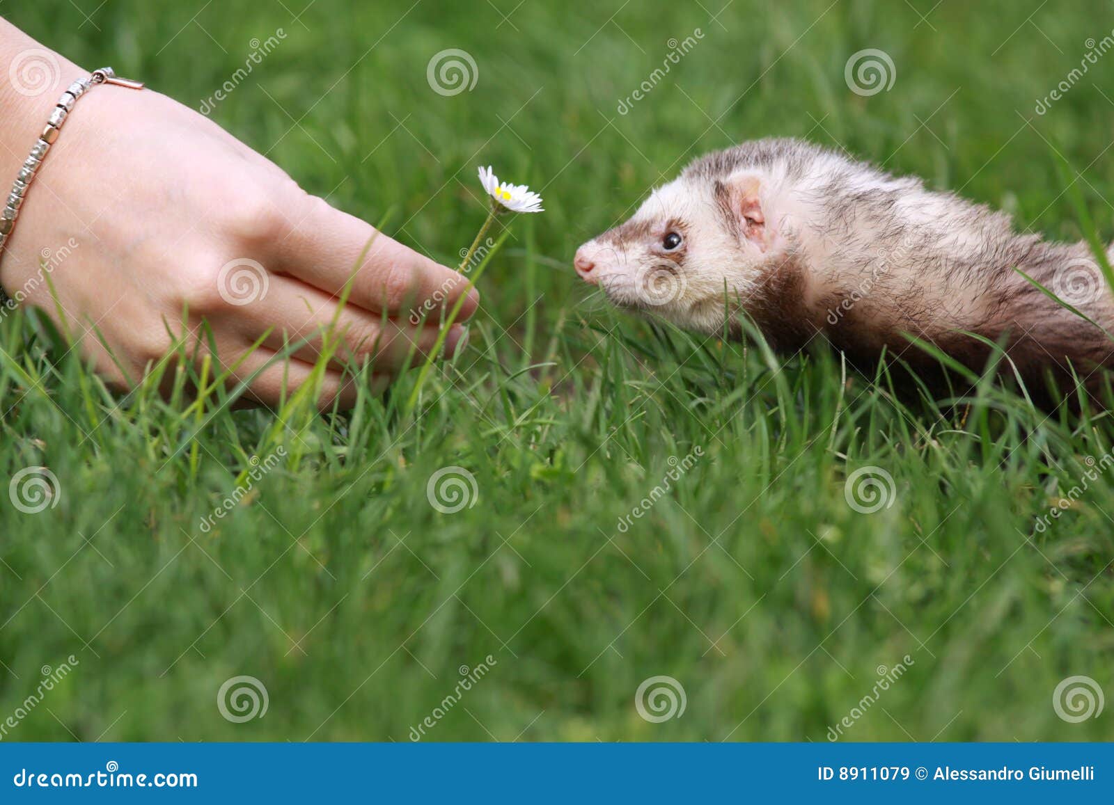 Romantic Ferret stock image. Image of spring, love, flower - 8911079