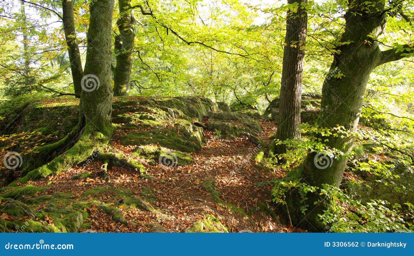 Romantic Forest stock photo. Image of hiking, colour, rocks - 3306562