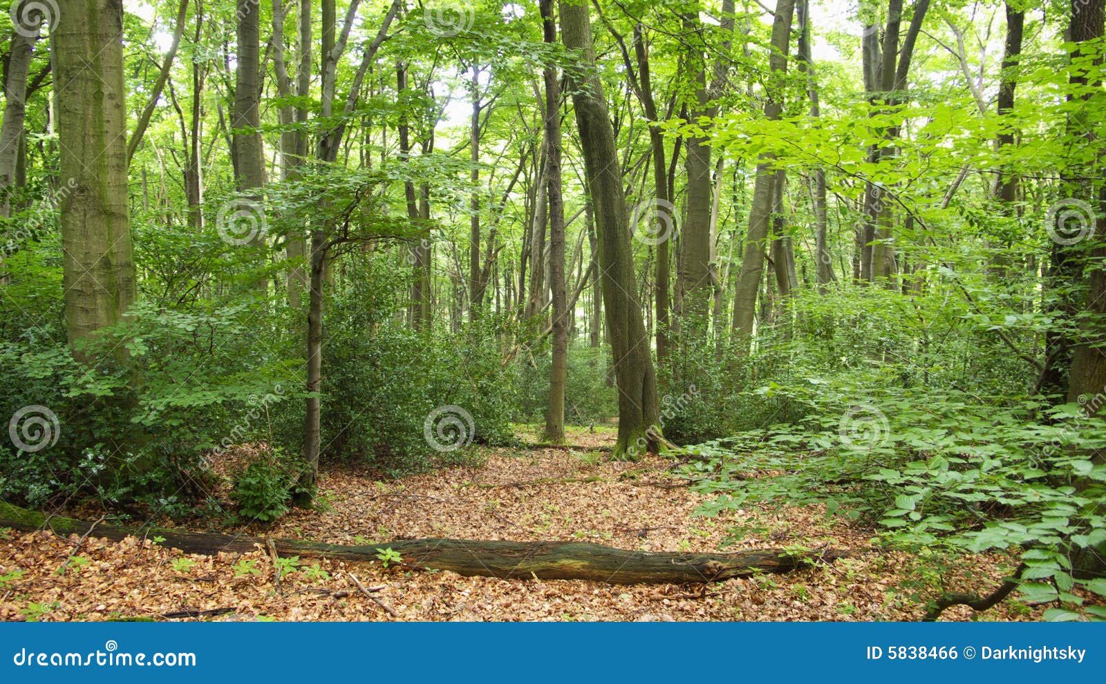 Romantic Forest Royalty-Free Stock Image | CartoonDealer.com #5838466