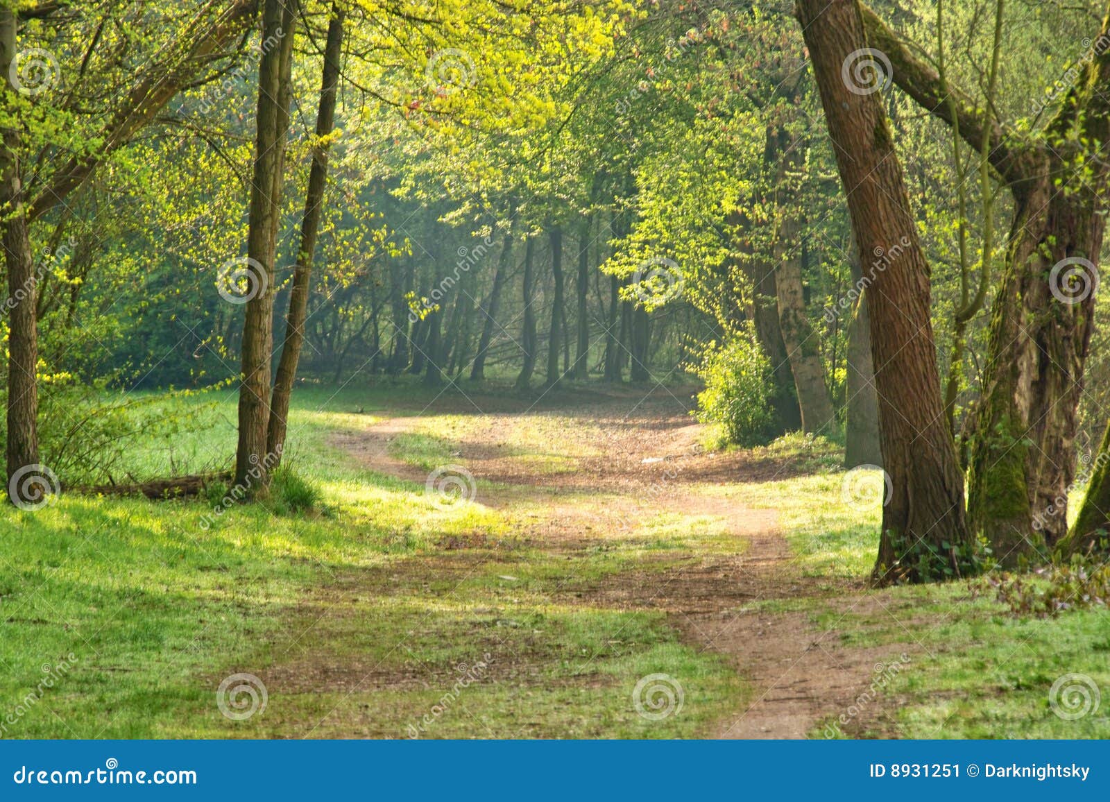 Romantic Forest stock image. Image of colour, eerie, environment - 8931251