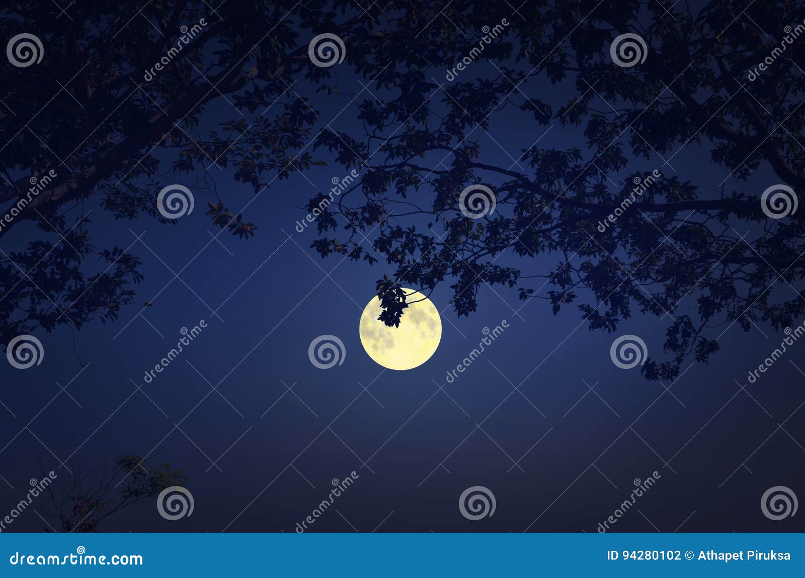 Romantic Full Moon in Shadow of Tree Stock Photo - Image of branch ...