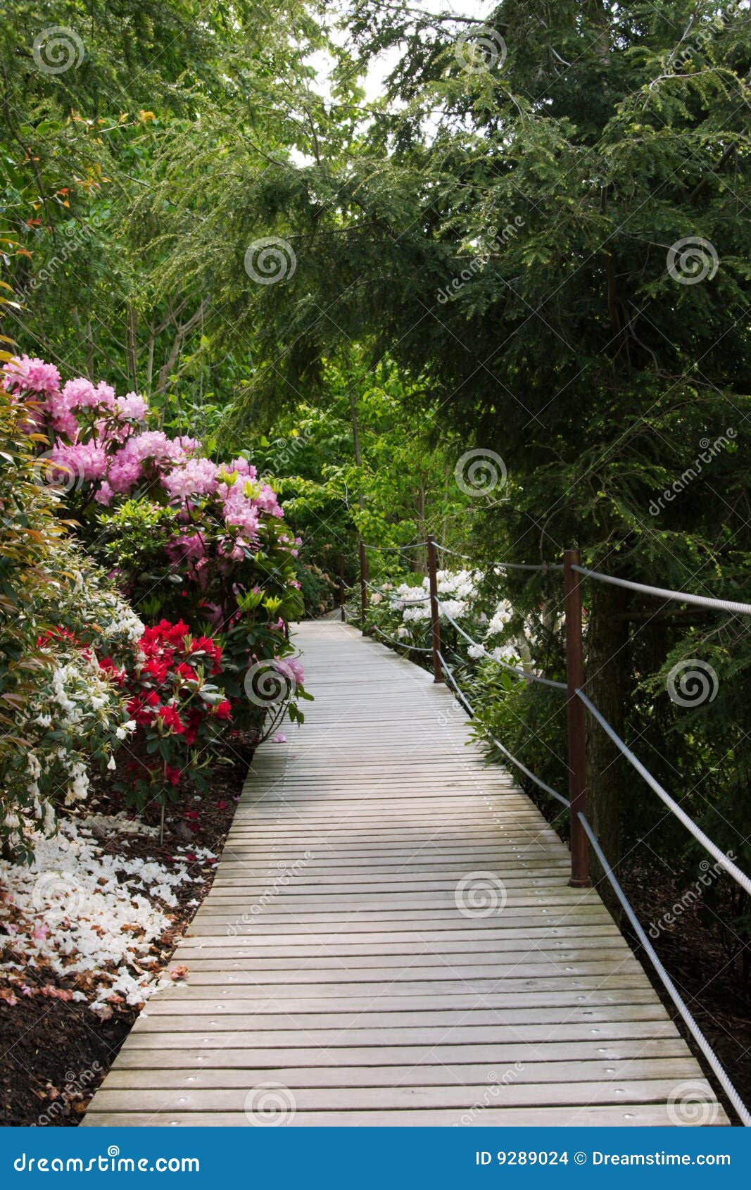 Romantic garden stock photo. Image of bloom, grass, romantic - 9289024