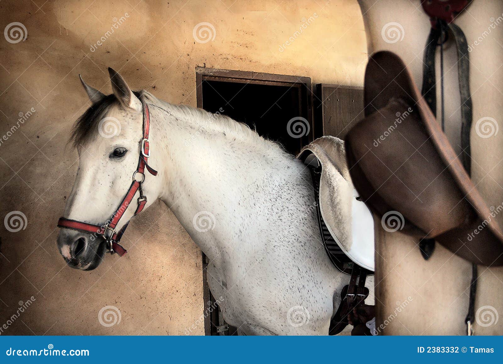 ROmantic Horse Portrait. stock photo. Image of stable - 2383332