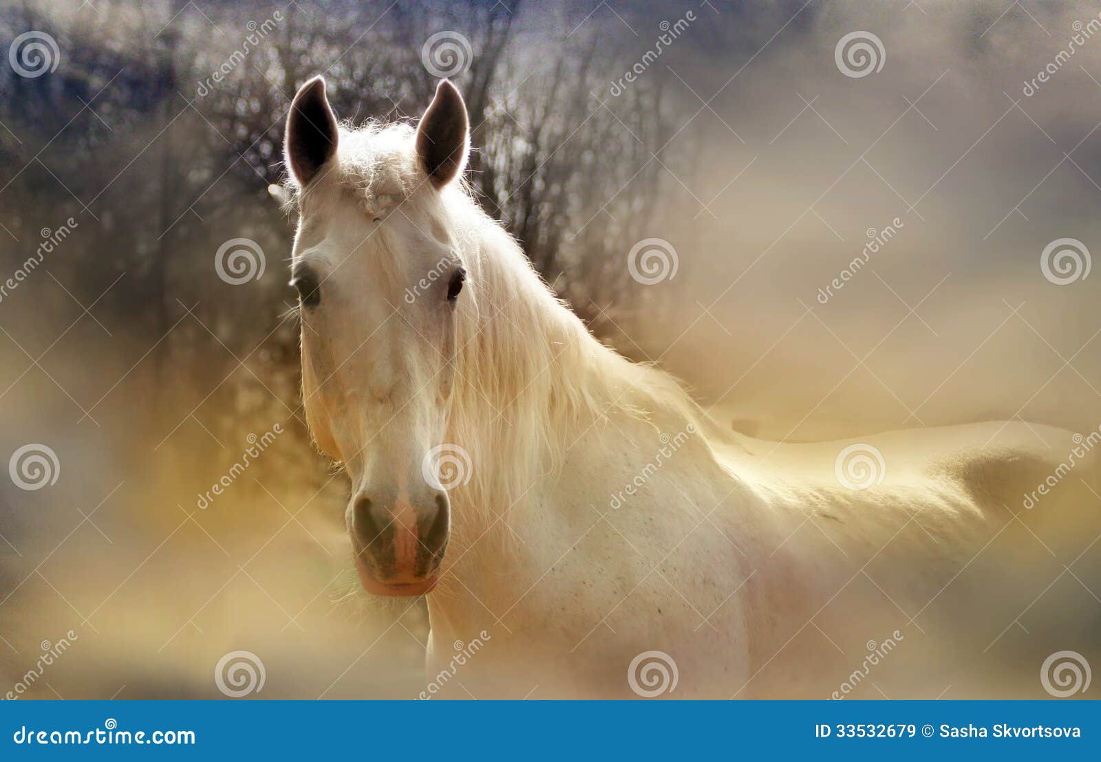Romantic horse stock image. Image of standing, white - 33532679