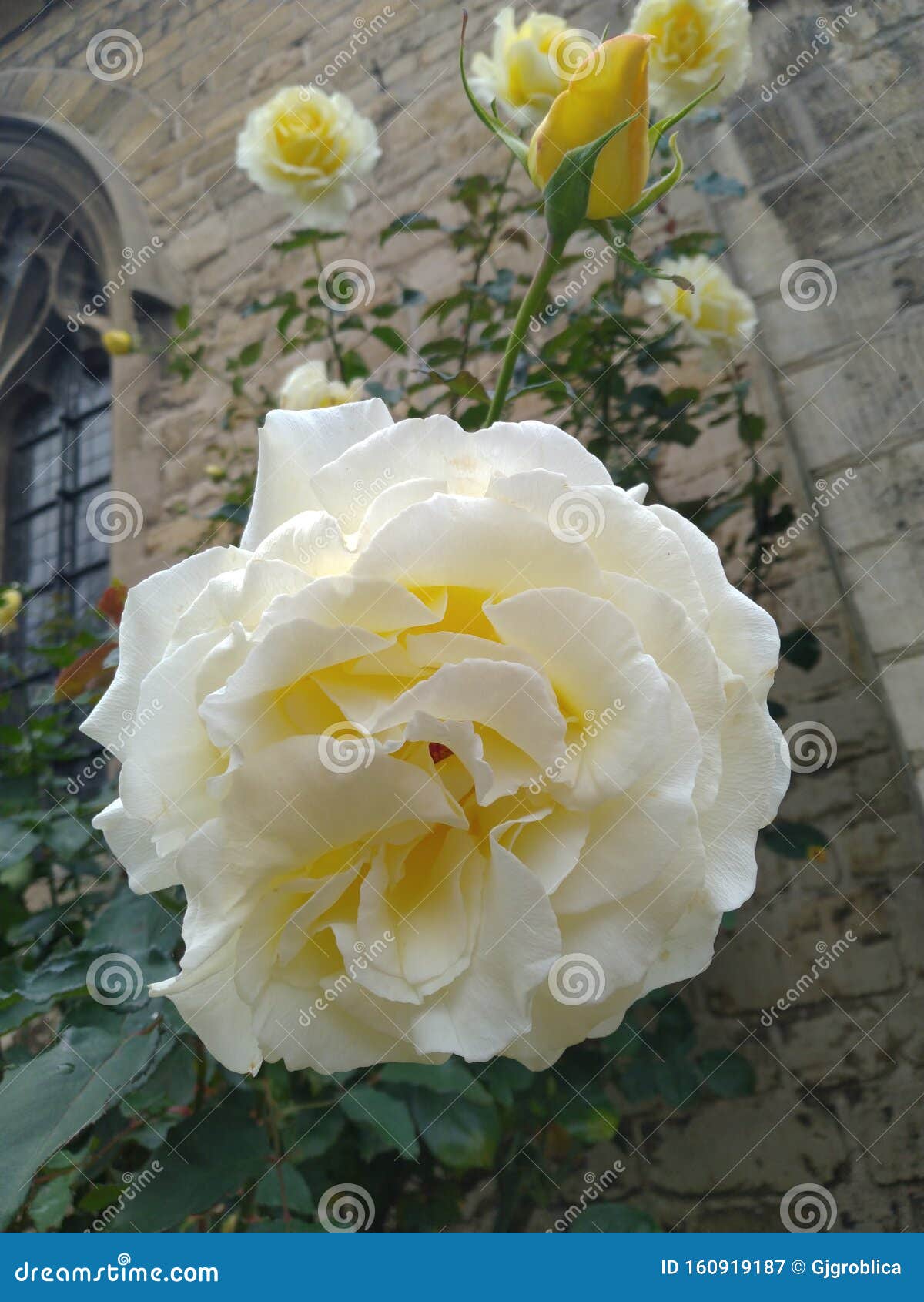 Romantic Large White Yellow Rose Stock Image - Image of flower, flowers ...