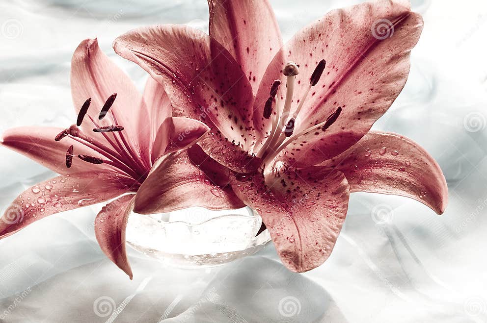Romantic lily stock photo. Image of love, valentine, flowery - 13156686
