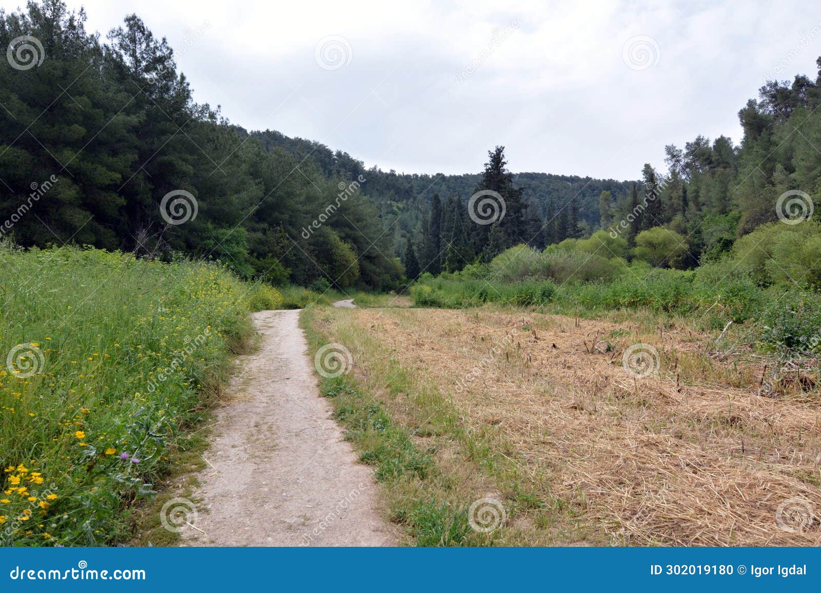 Romantic Path in a Park of Shofet Creek in Israel Stock Photo - Image ...