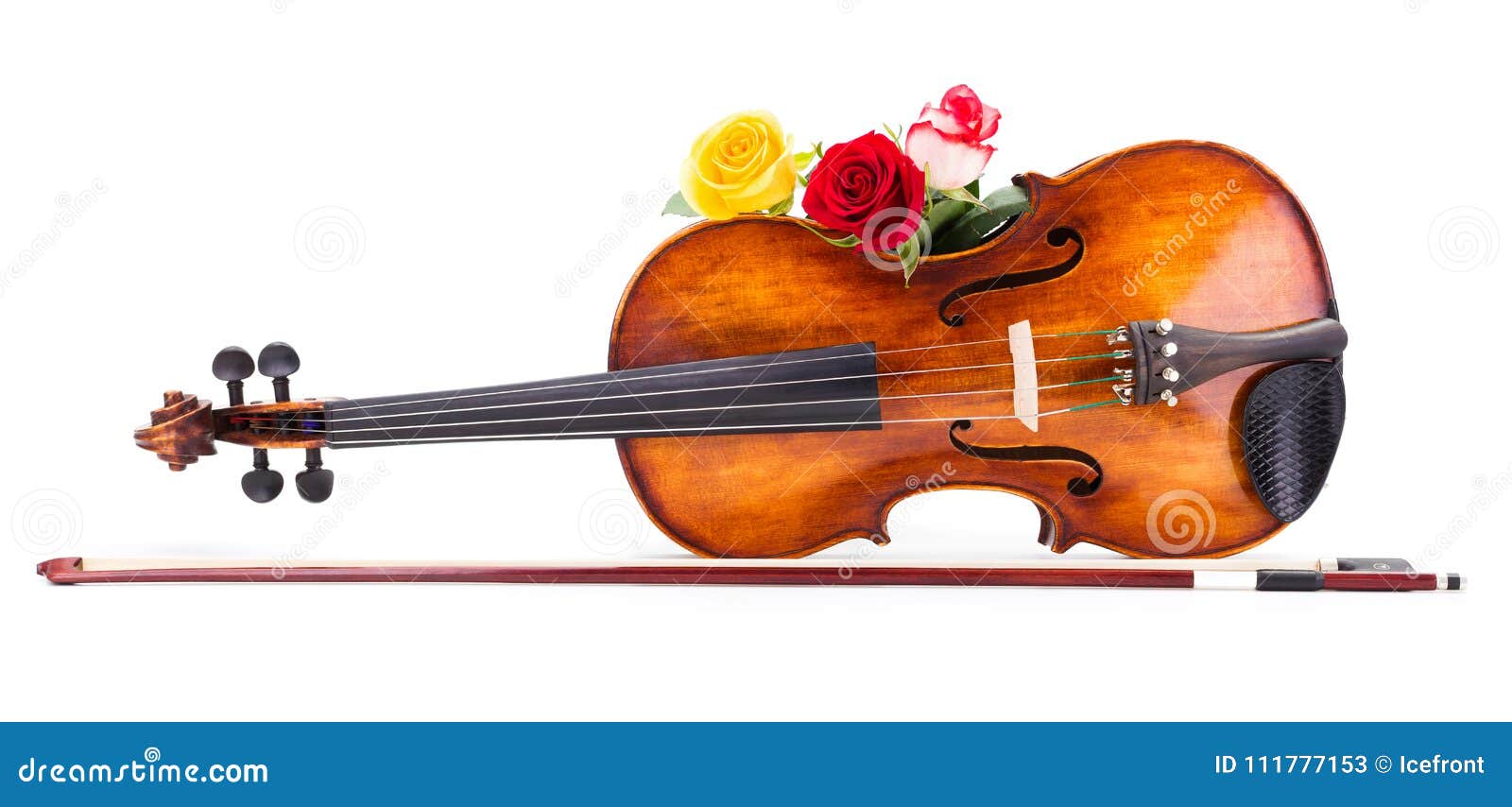 Roses on violin stock image. Image of rose, wooden, brown - 111777153
