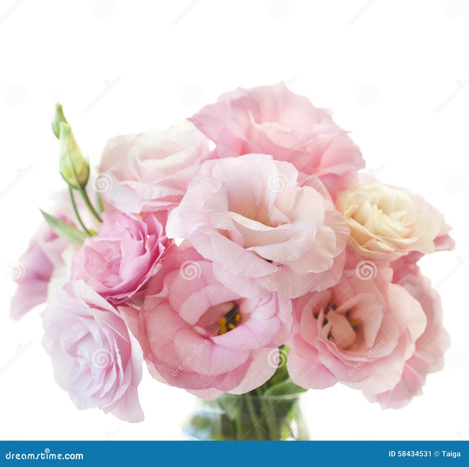 Romantic Pink Eustoma Bunch on White Background Stock Image - Image of ...