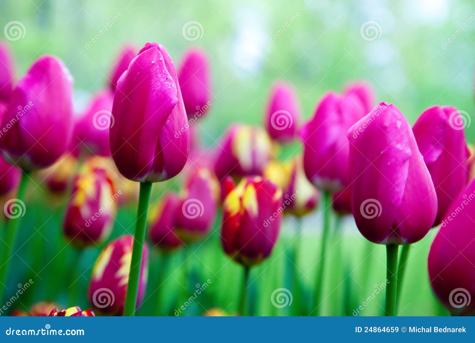 Romantic Pink Flowers in Spring Stock Image - Image of closeup, flowers ...