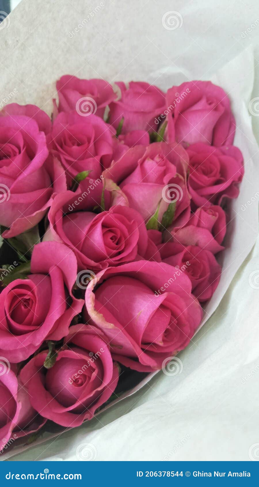 Romantic of Pink Rose stock photo. Image of flower, lilac - 206378544