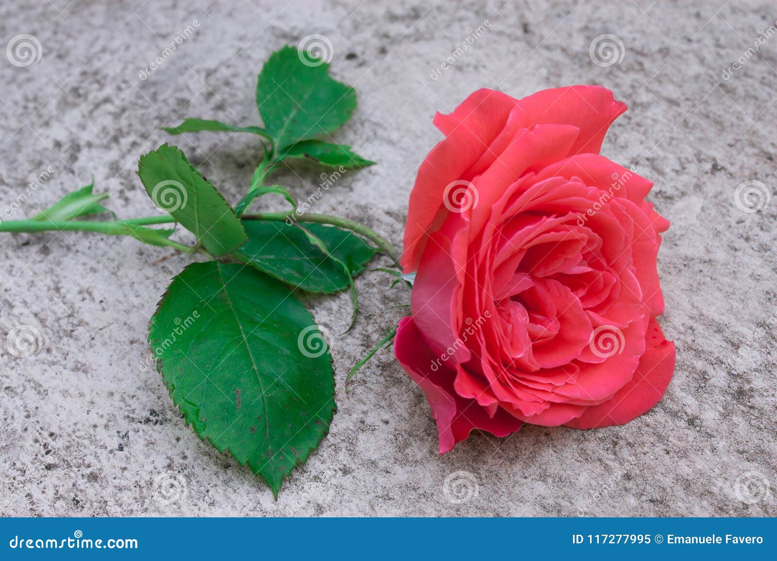 Romantic Present Red Rose on Grey Background Stock Image - Image of ...