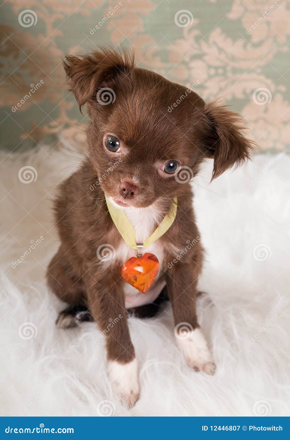 Romantic puppy dog stock image. Image of heart, young - 12446807