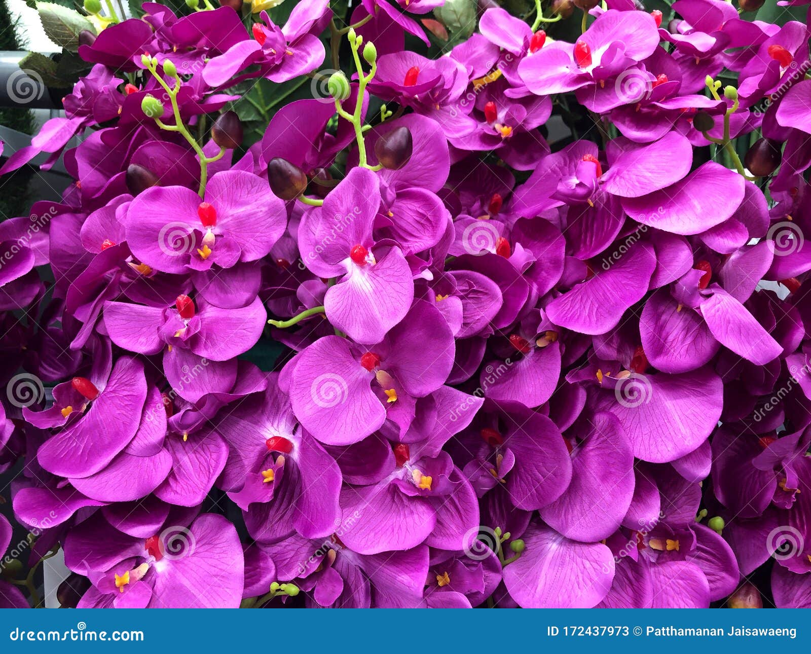 Romantic of Purple Orchid Background, Backdrop for Special Card. Purple ...