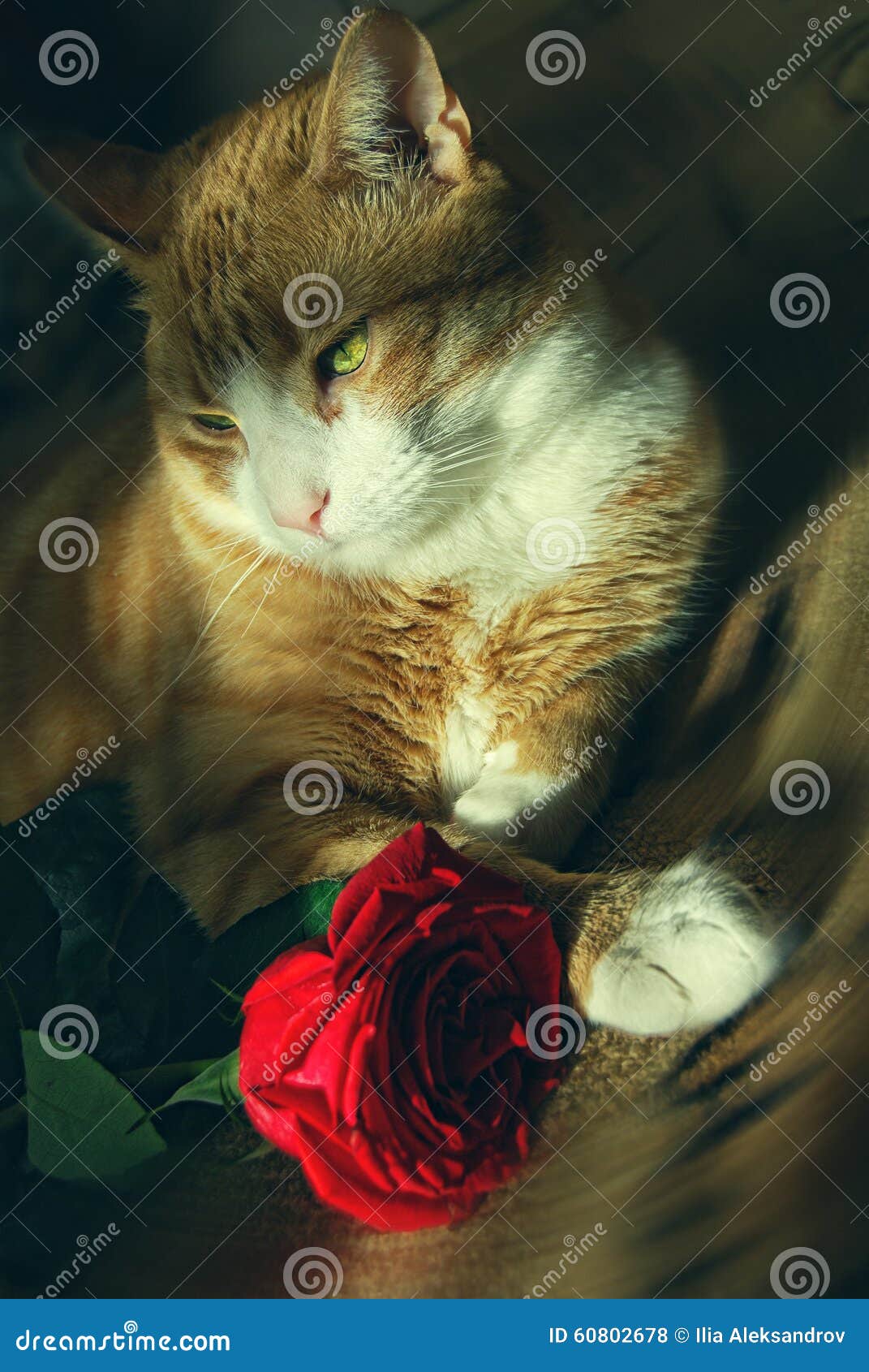 Romantic Red Cat with Rose in the Room Stock Photo - Image of pink ...