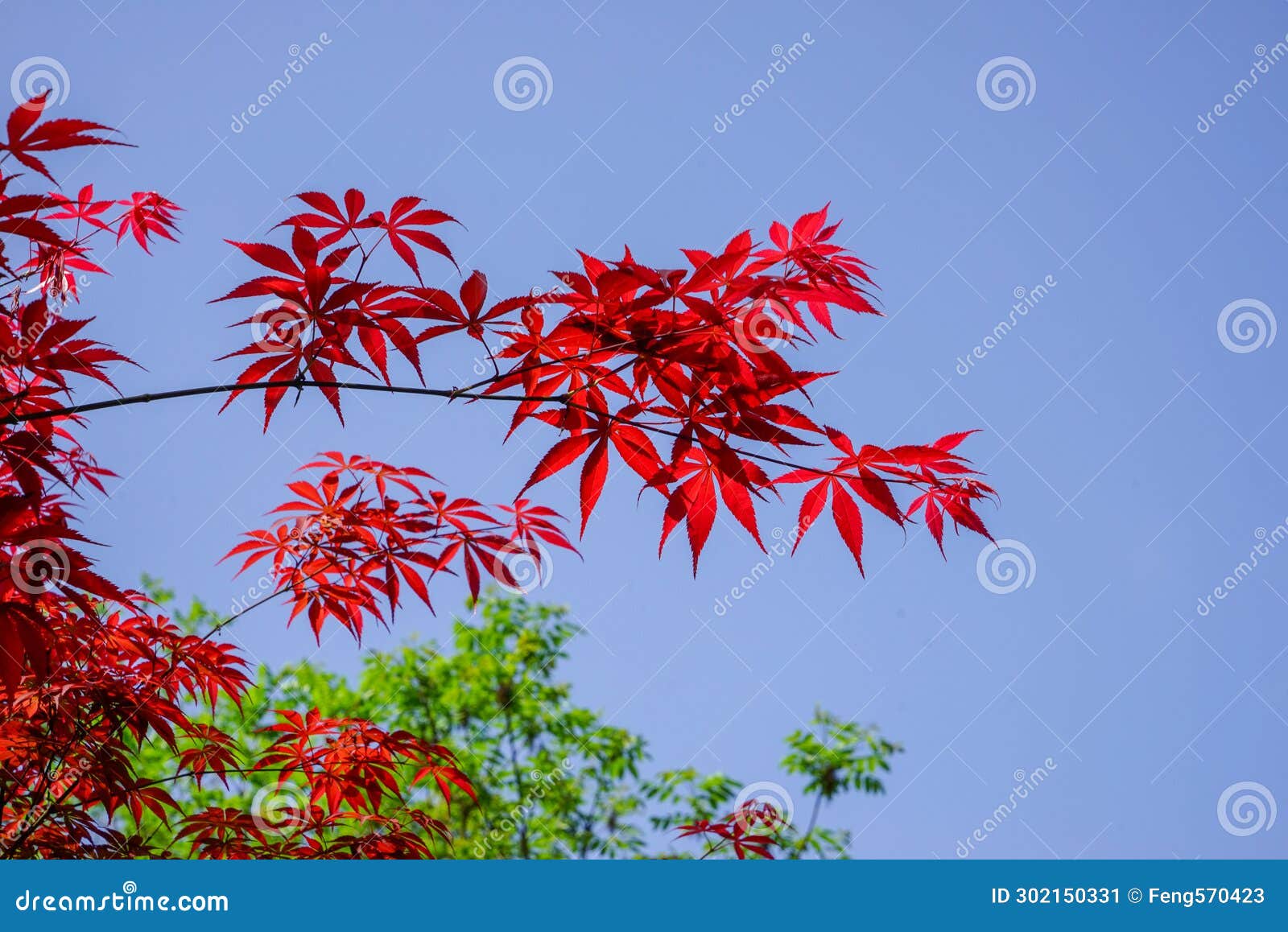 Romantic Red Leaves Look Like Maple Leaves. Stock Image - Image of ...