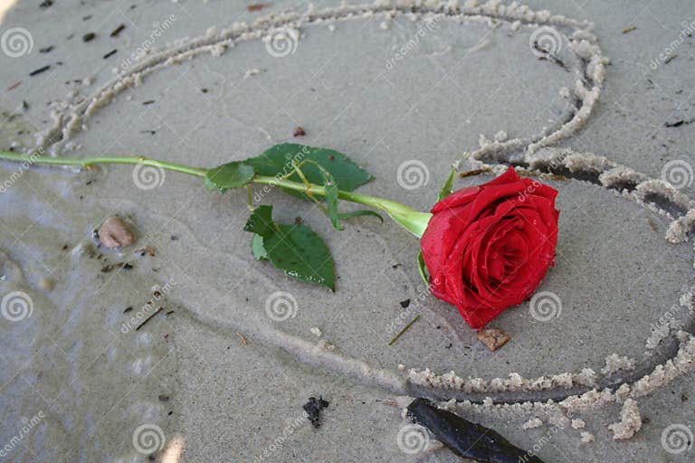 Romantic Red Rose stock photo. Image of love, colourful - 3232804