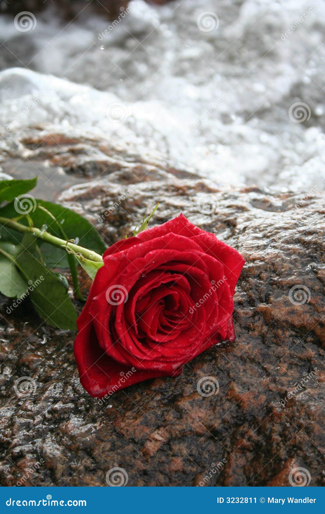 Romantic Red Rose stock image. Image of feeling, flowering - 3232811