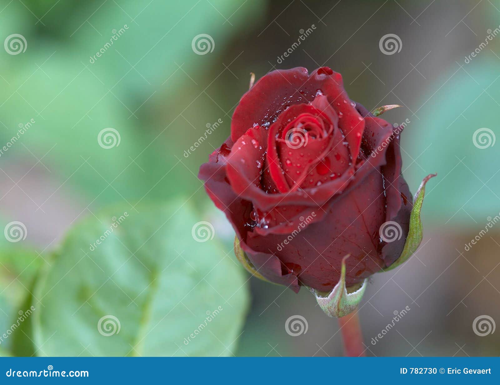 Romantic red rose stock photo. Image of natural, gardener - 782730
