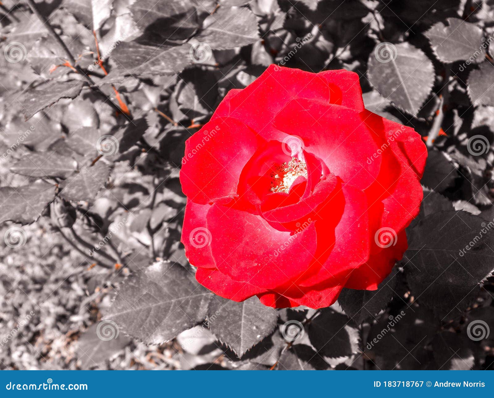 Romantic Red Rose stock image. Image of relation, celebrate - 183718767