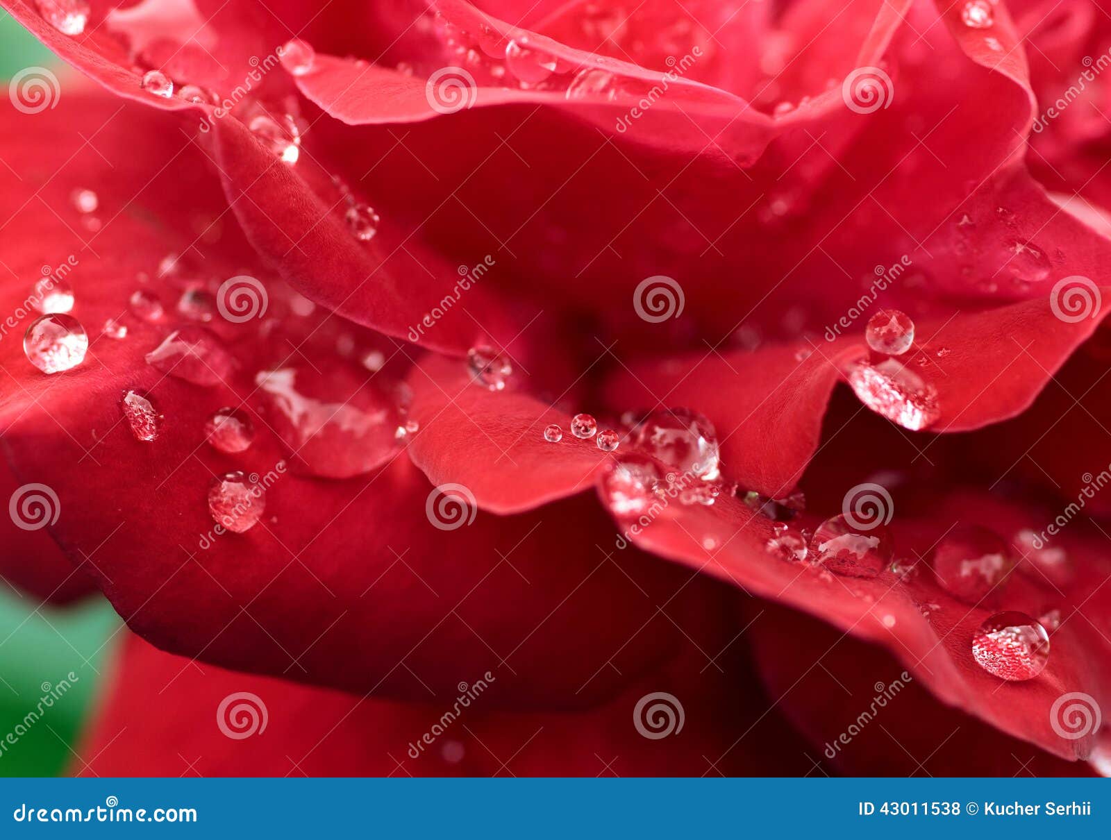 Romantic Red Rose with Dew Drops Stock Photo - Image of romance, life ...