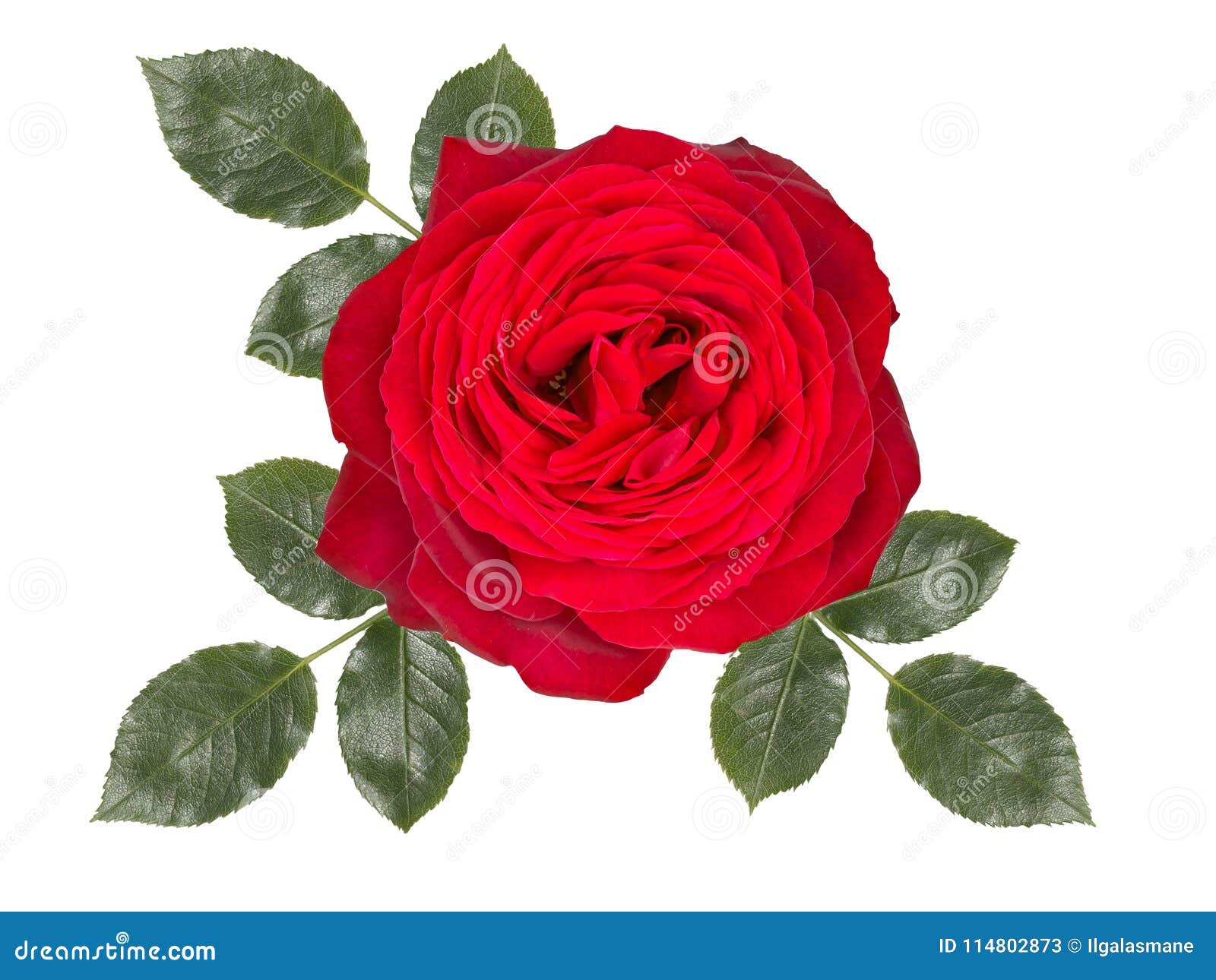 Romantic Red Rose Flower , Isolated on White Background Stock Image ...