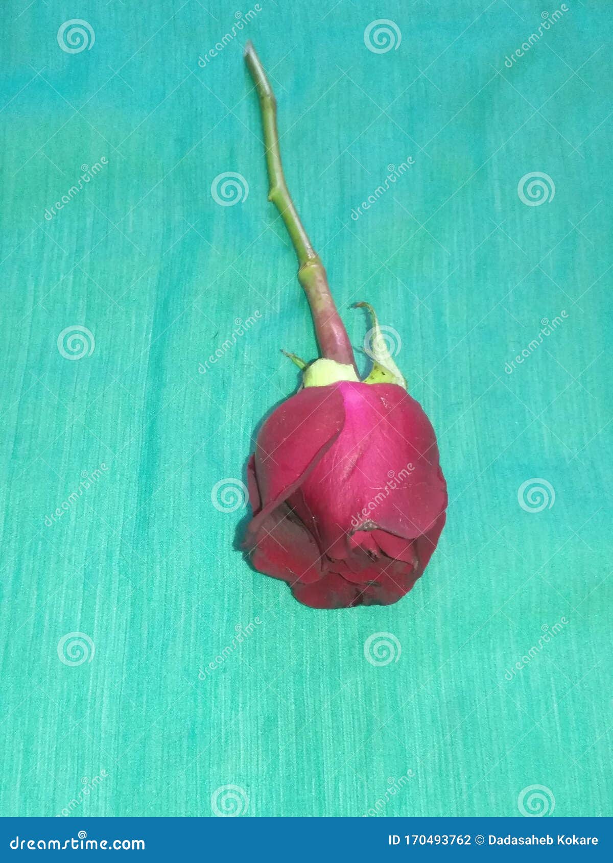 Romantic Red Rose flower stock photo. Image of flower - 170493762