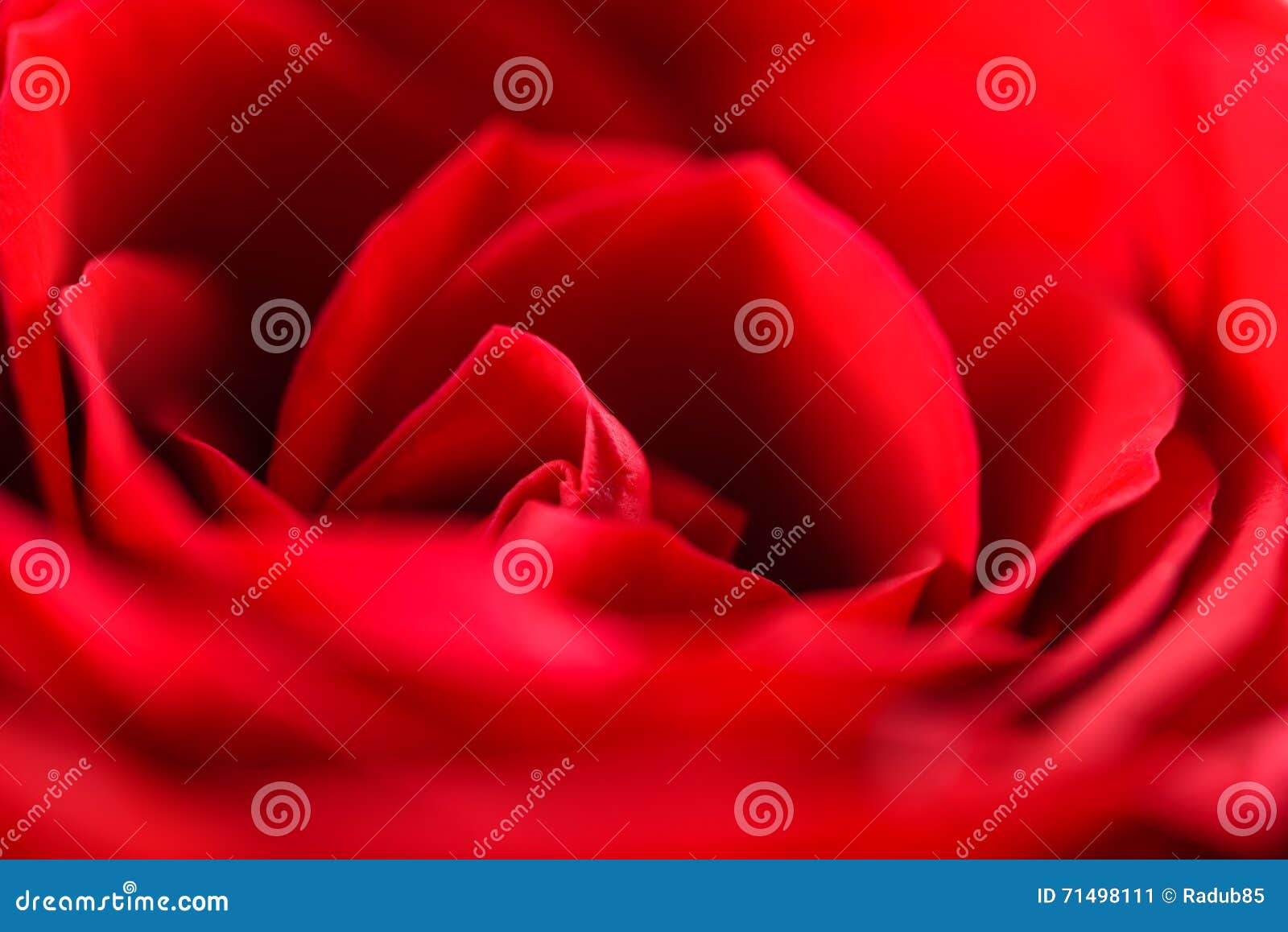 Romantic Red Rose Inside Petals Stock Image - Image of closeup ...