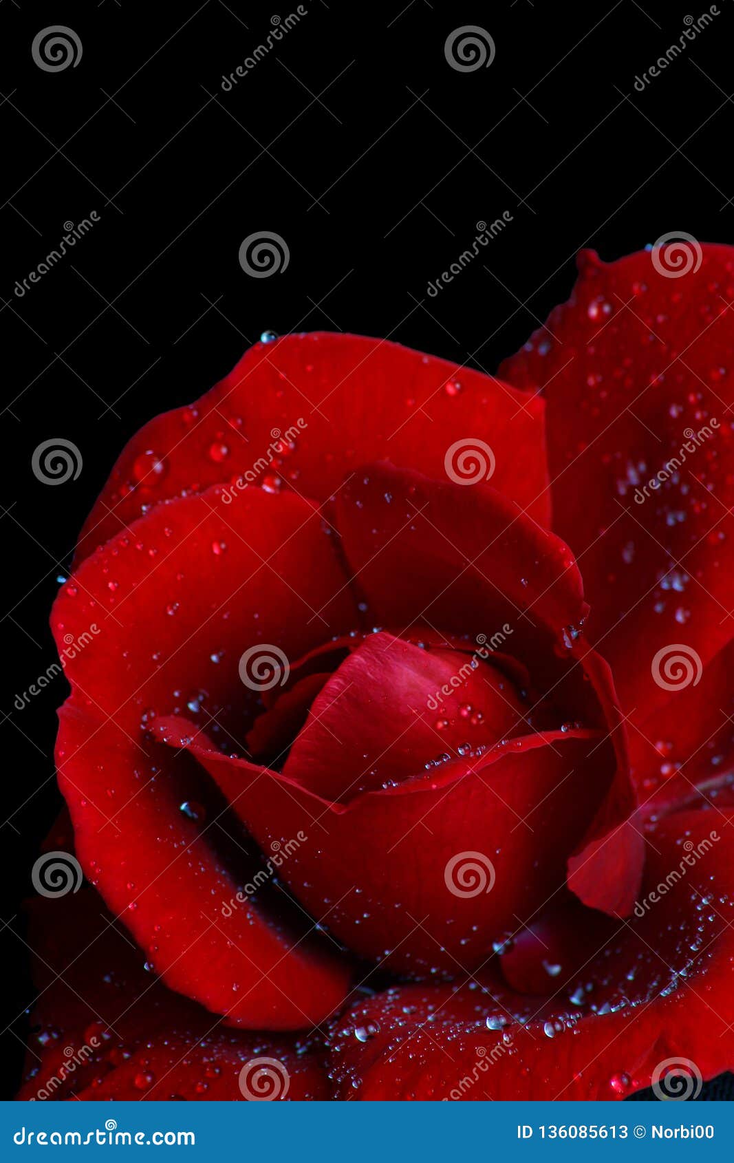 Romantic Red Rose with Water Drops Stock Image - Image of romantic ...