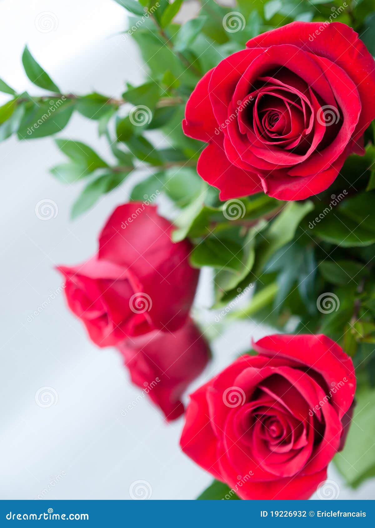 Romantic Red Roses Stock Photography - Image: 19226932