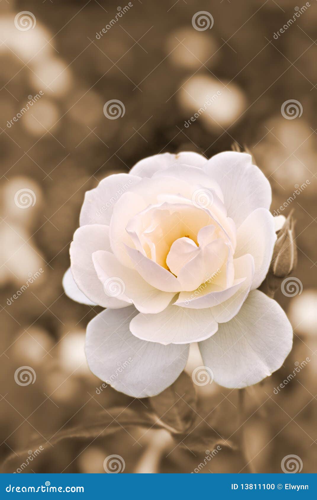 Romantic rose stock photo. Image of environment, blooming - 13811100