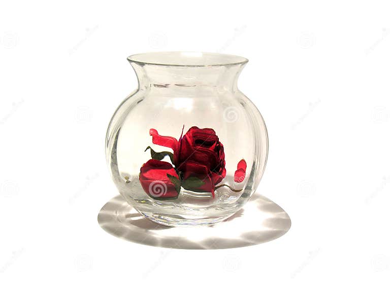 Romantic Rose in a Vase stock photo. Image of romance, rose - 89748