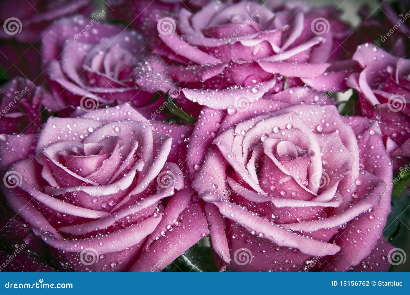 Romantic roses stock photo. Image of loving, rose, life - 13156762