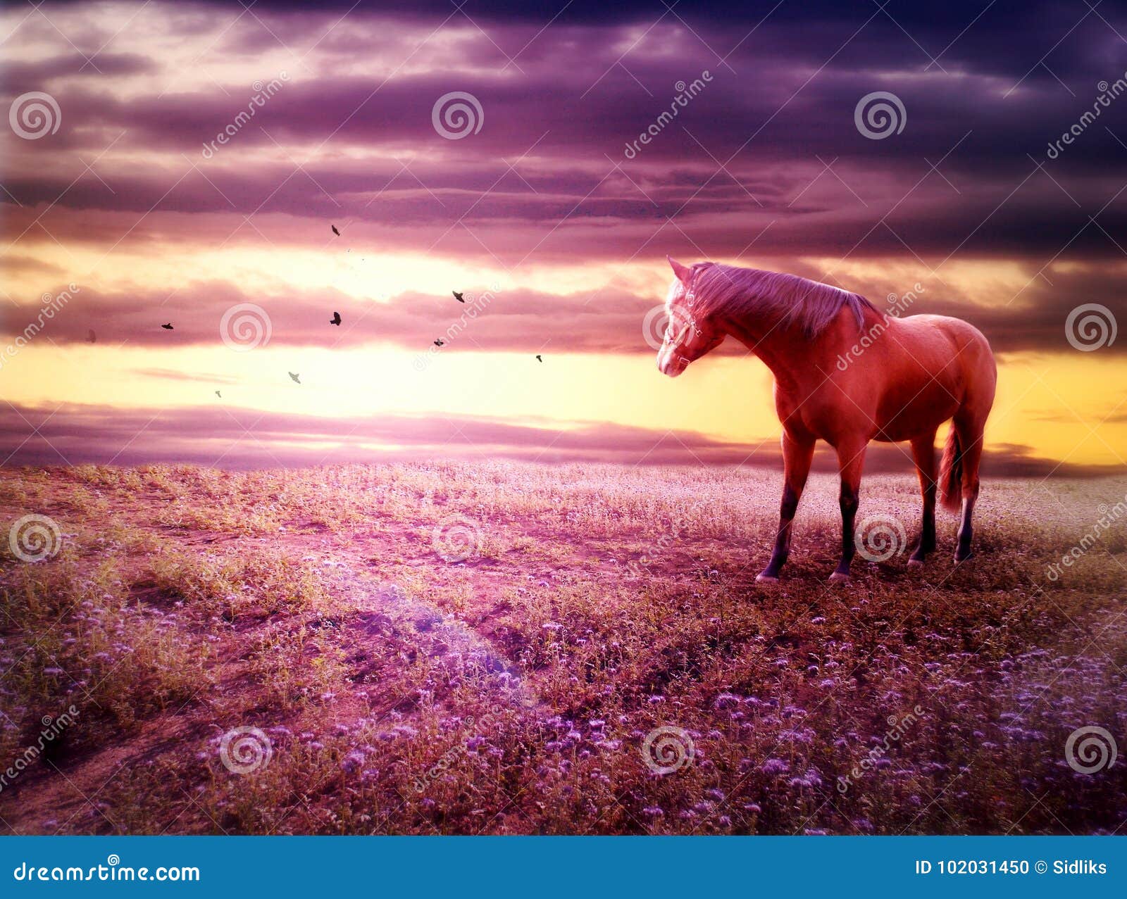 Romantic Scenery with Horse Stock Photo - Image of view, fauna: 102031450
