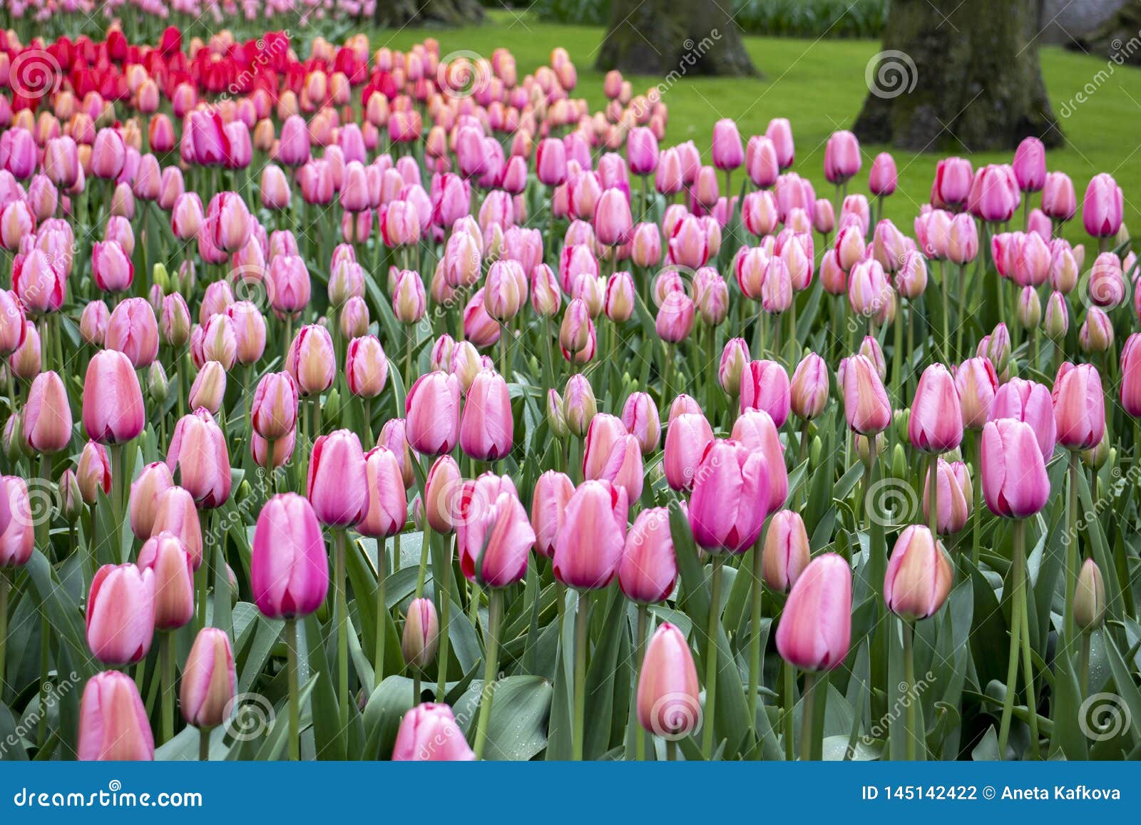 Romantic Scenery with Pink Tulips Stock Photo - Image of elegance ...