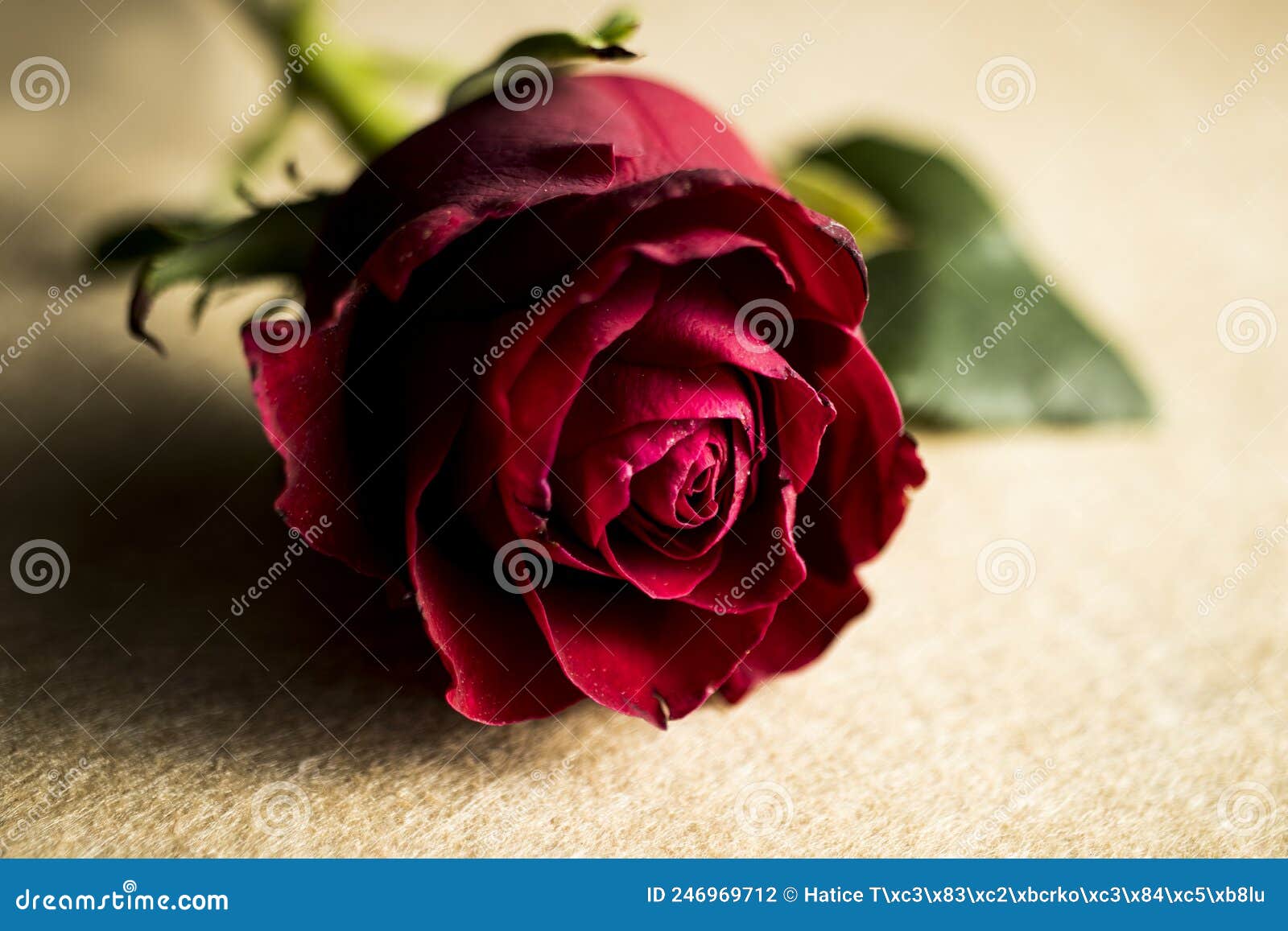 Romantic Single Rose Isolated on Background. Stock Photo - Image of ...