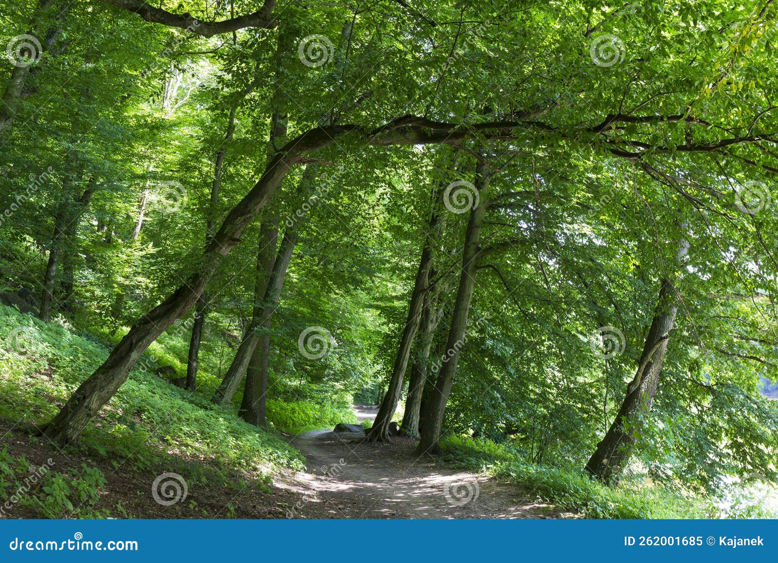 Romantic Solitude Path with Old Big Trees about River Sazava in Central ...