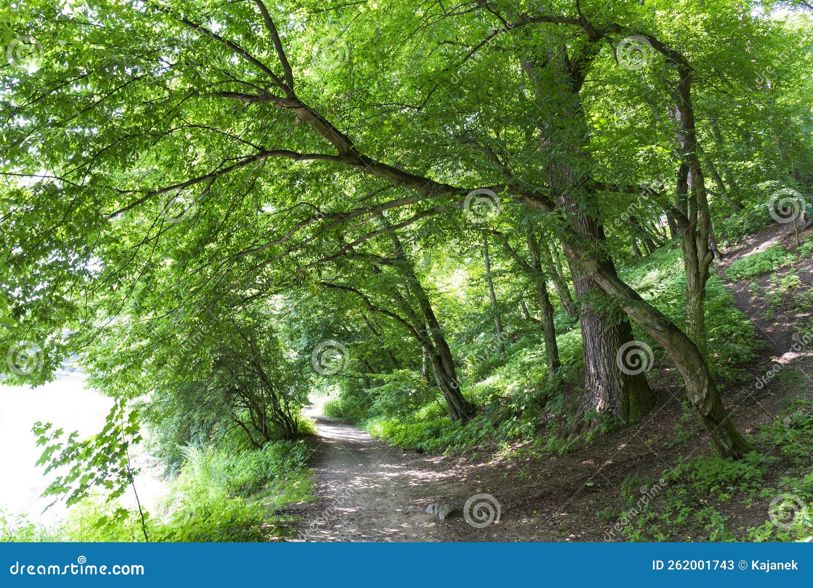 Romantic Solitude Path with Old Big Trees about River Sazava in Central ...