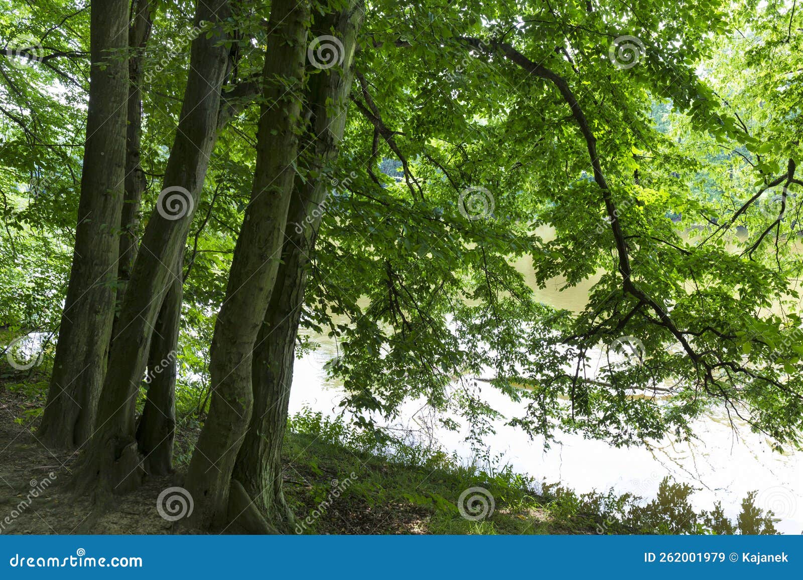 Romantic Solitude Path with Old Big Trees about River Sazava in Central ...