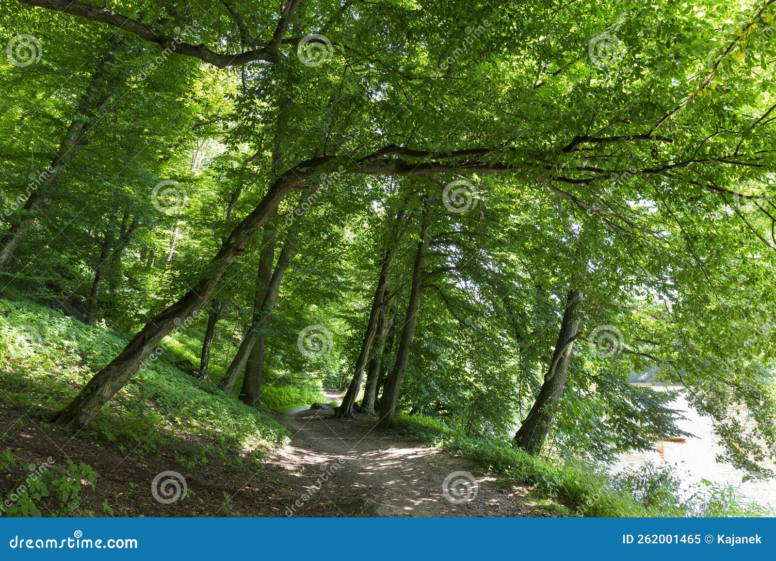 Romantic Solitude Path with Old Big Trees about River Sazava in Central ...