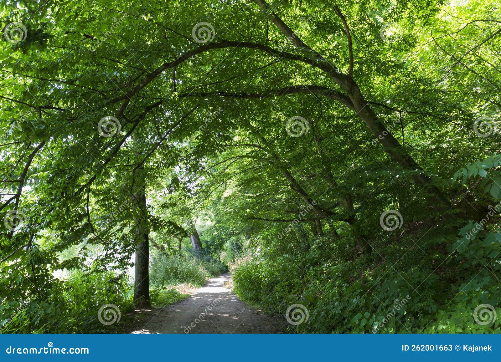 Romantic Solitude Path with Old Big Trees about River Sazava in Central ...