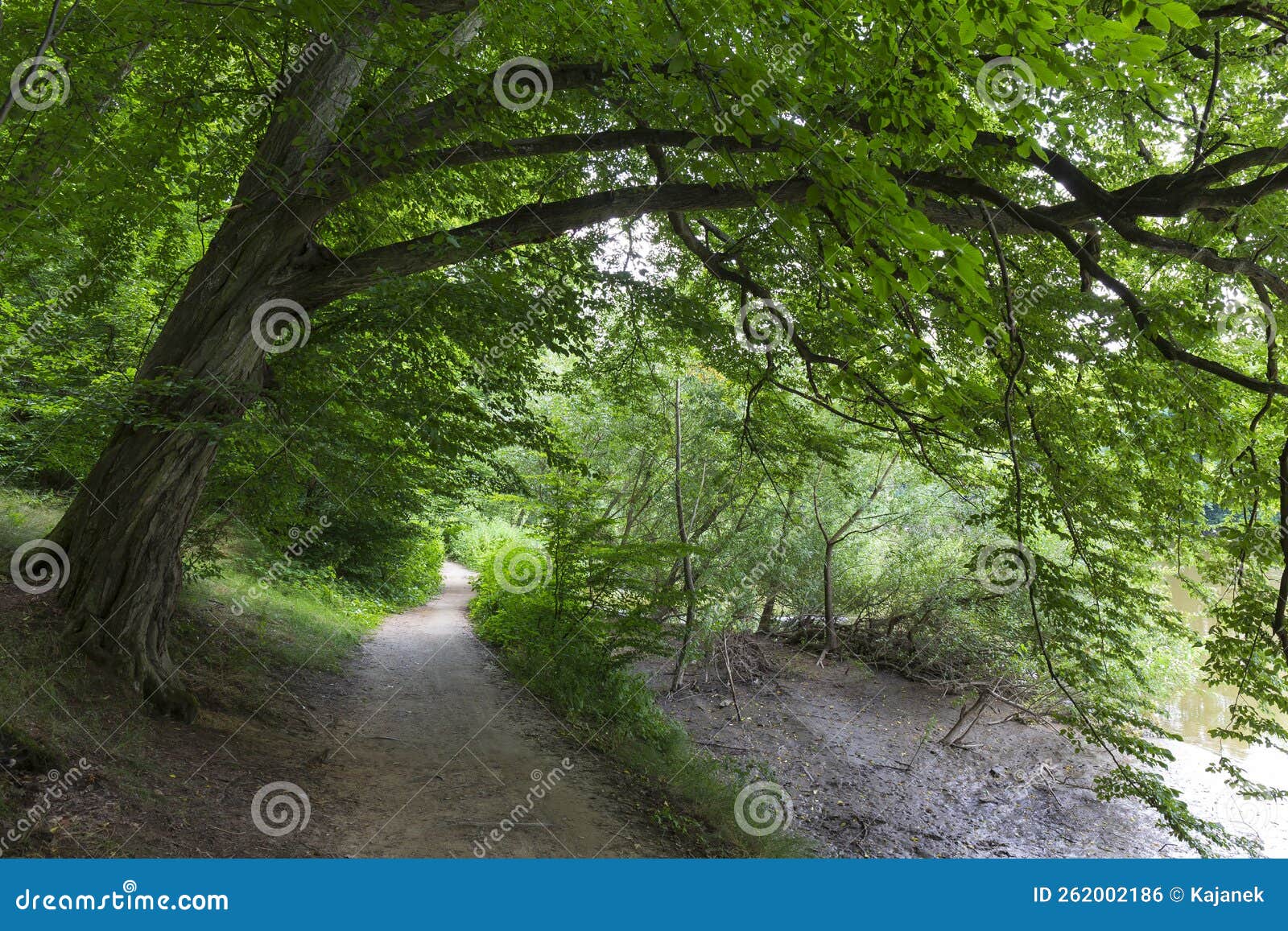 Romantic Solitude Path with Old Big Trees about River Sazava in Central ...