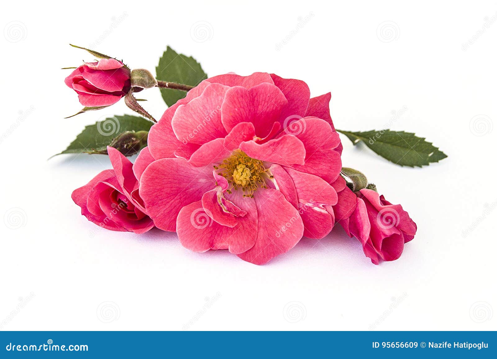 Romantic Studies and Projects for Roses, the Most Wonderful Rose ...