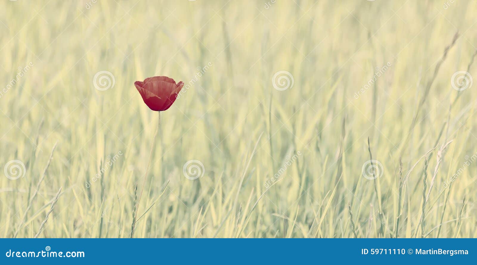 Romantic Styled Image of a Single Poppy in Nature Stock Photo - Image ...