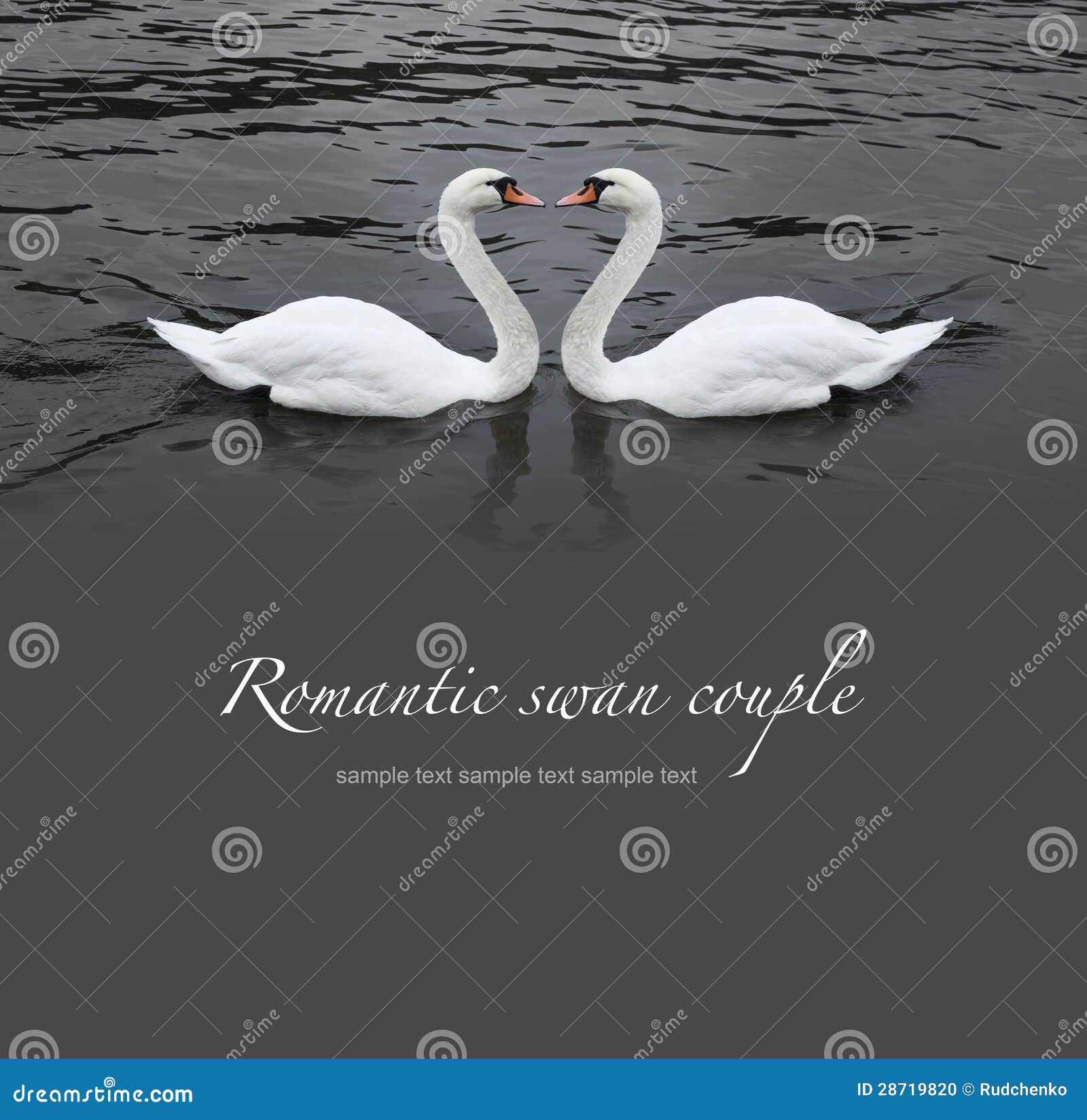 Romantic swan couple stock photo. Image of black, valentine - 28719820