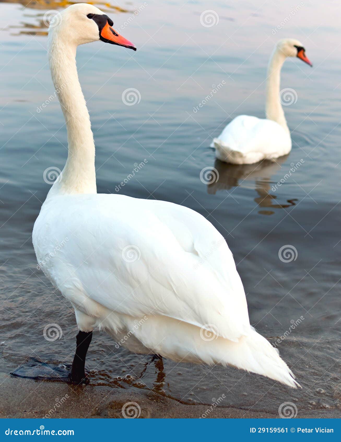 Romantic swan couple stock image. Image of nature, romantic - 29159561