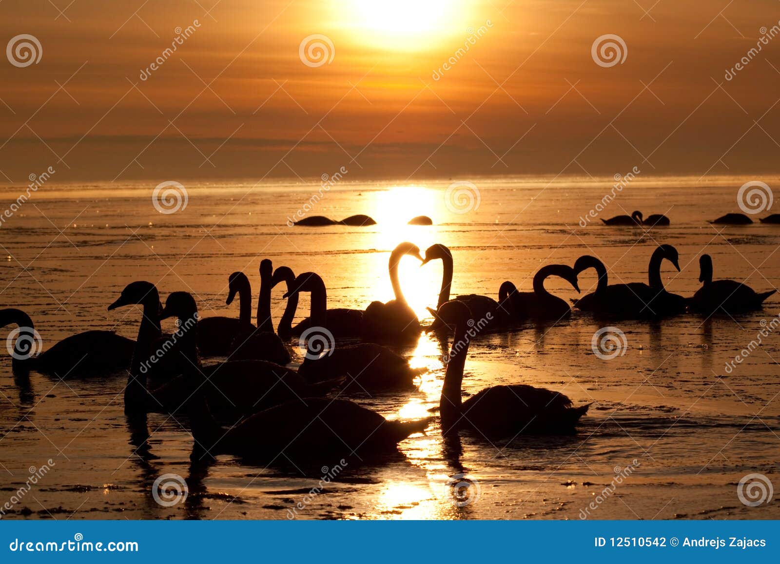Romantic swans stock photo. Image of pair, loving, reflect - 12510542